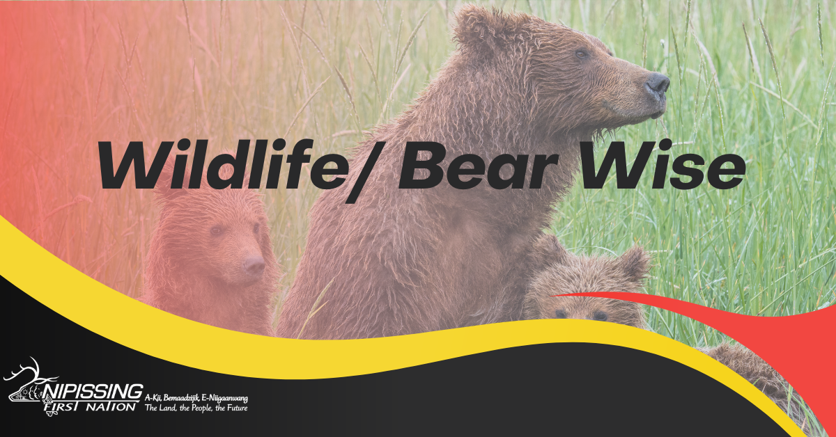 Bear Wise Reminder: Stay Safe This Season » Nipissing First Nation